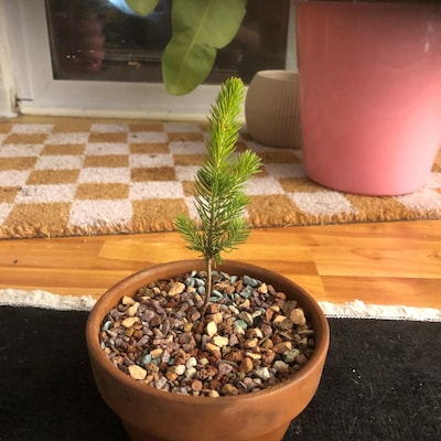 Bonsai Tree Bundle Collection of 5 Tree Seedlings the Jonsteen Company ...