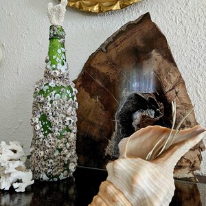 Large Specimen Grade 63.1mm CONUS Regius Royal, Crown Cone SEASHELL JB ...