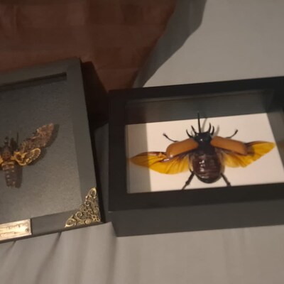 Framed Rhino Beetle EUPATORUS GRACILICORNIS Museum Display - Etsy