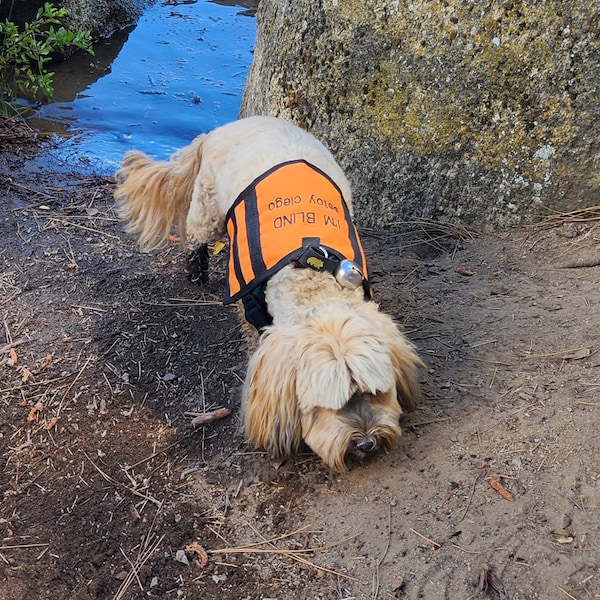 Custom Dog Vest | Adjustable Working Dog Gear, Dog Training, Handmade ...