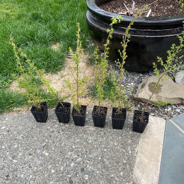 Bristlecone Pine. Pinus Aristata. Natural Dwarf. Young Tree Ready for ...