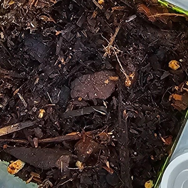 Purple Pampas Grass Seeds 200 Organic and Natural Grass Biofuel Green ...