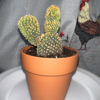 2 Bunny Ear Cactus Yellow Angel Wing Cactus Optunia Microdasys Albata ...