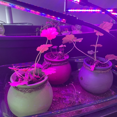 2 Live Coreopsis Verticillata 'zesty Zinger Threadleaf Coreopsis ...