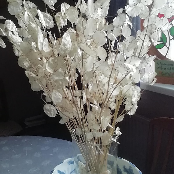 Dried Lunaria - Honesty Flowers White/cream All Natural - Etsy