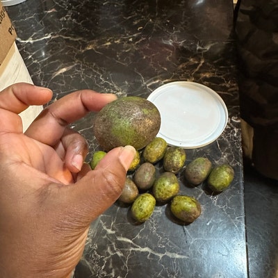 3LBS Fresh Dwarf June Plums Always Freshly Picked 3 Lbs Fresh June ...