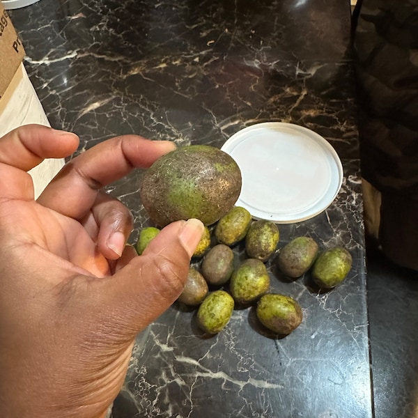 3LBS Fresh Dwarf June Plums - Always Freshly Picked - ** We Are ...