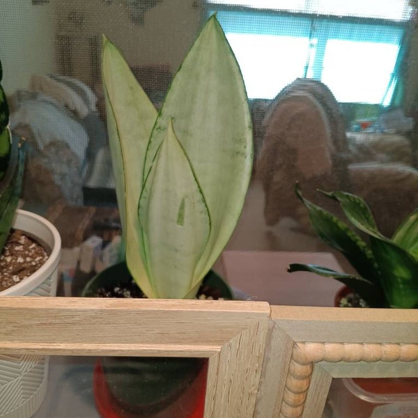 Echinocactus Grusonii V. Albispinus Aka White Spined Barrel Live Cactus ...