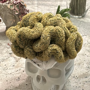 Brain Cactus Skull Succulent Arrangement - Etsy