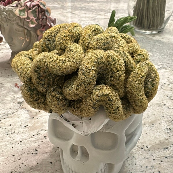 Brain Cactus Skull Succulent Arrangement - Etsy