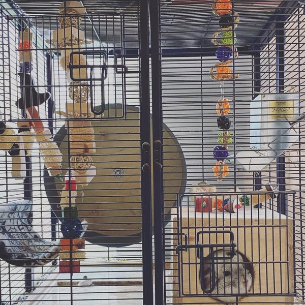 Chinchilla Hut Hideout House Free Standing House for Chinchilla Kiln ...