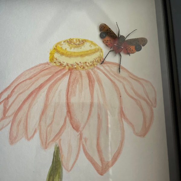 OVERSTOCK: Spread Penthicodes Pulchella, Lanternflies 2-pack - Etsy