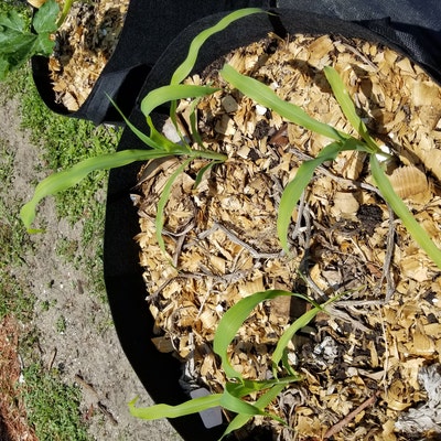 Watermelon Radish chinese Red Meat Radish Seeds - Etsy