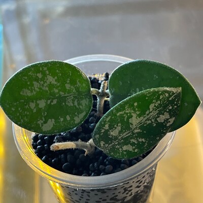 Hoya Mathilde Splash/silver UNROOTED - Etsy