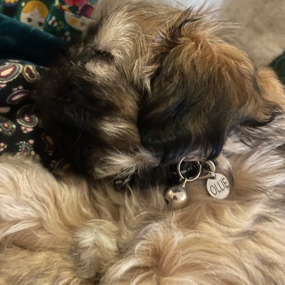 12mm Custom Tiny Tag, Small Pet Tag, Dog Tag, Puppy Tag, Kitten Tag ...