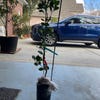 Donnie Avocado Tree , Grafted in 3 Gallon Pot, No Ship to HI - Etsy