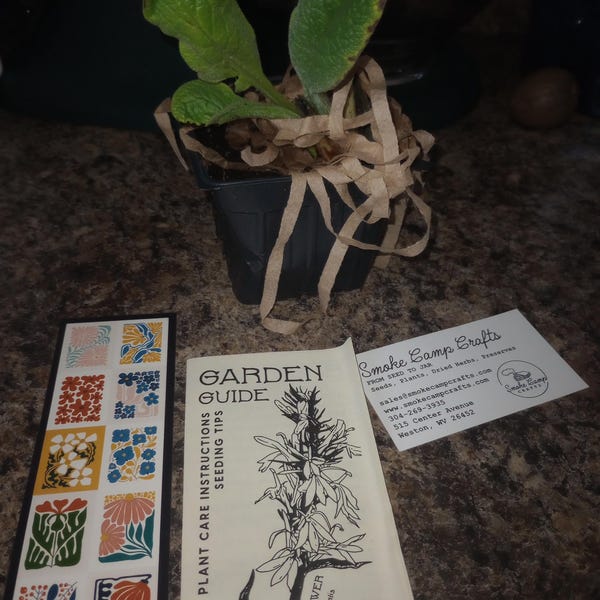 Pollinator Seed Kit, 3,000 Seeds, Perennial Wildflower Seeds, Colorful ...