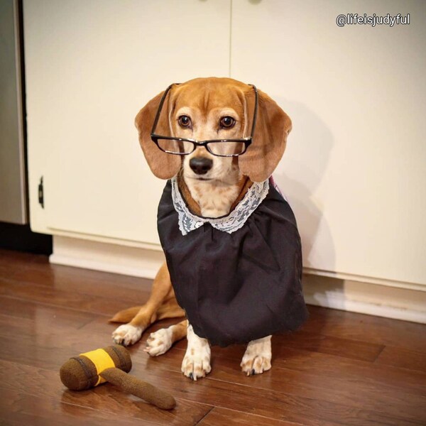 Squeaky Gavel Dog Toy - Etsy