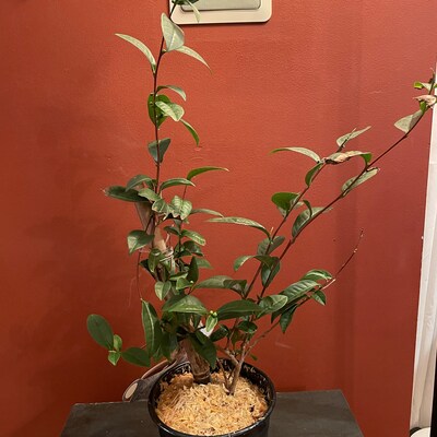 1 Pound FRESH Cow Manure/organic for Plant Growth and Other Uses From ...