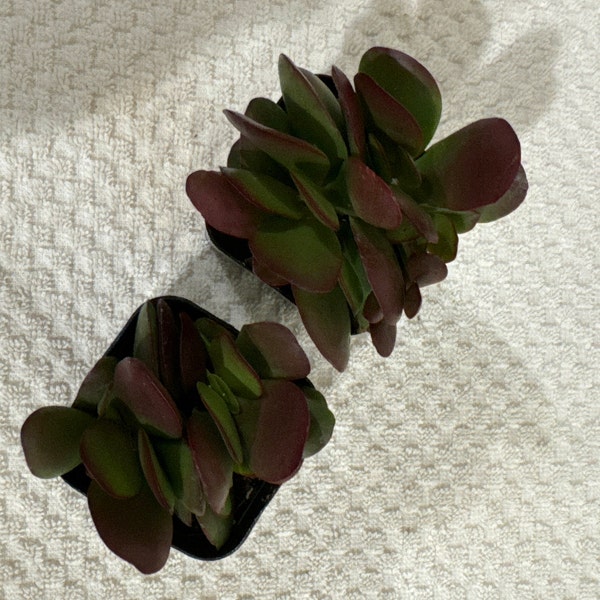 Crassula Platyphylla – Ruby-tipped Succulent | Live Plant in 2” Pot - Etsy