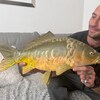 Speckled Pavon, Cichla Temensis, Peacock Cichlid, Tucunare Pinima, 9-12 ...