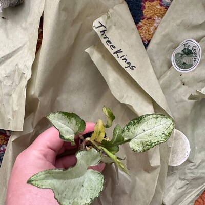 Syngonium Three Kings Starter Plant ALL STARTER PLANTS Require You to ...
