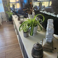 Mixed Alpine Plants Vibrant Garden Perennial Large Flowering Rockery ...