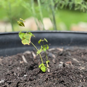 Live Hops Plants humulus Lupulus 3.5 Potted Plants - Etsy