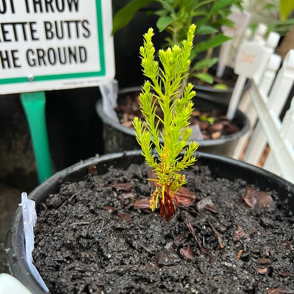 Giant Sequoia Tree Seed Grow Kit the Jonsteen Company - Etsy