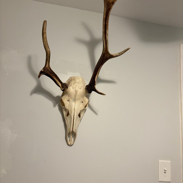 Fallow Deer Skull From Central Europe Fallow Deer dama Dama Unique ...