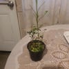 Chinese Perfume Tree, Chinese Rice Flower, in 4 Pot Aglaia Odorata - Etsy