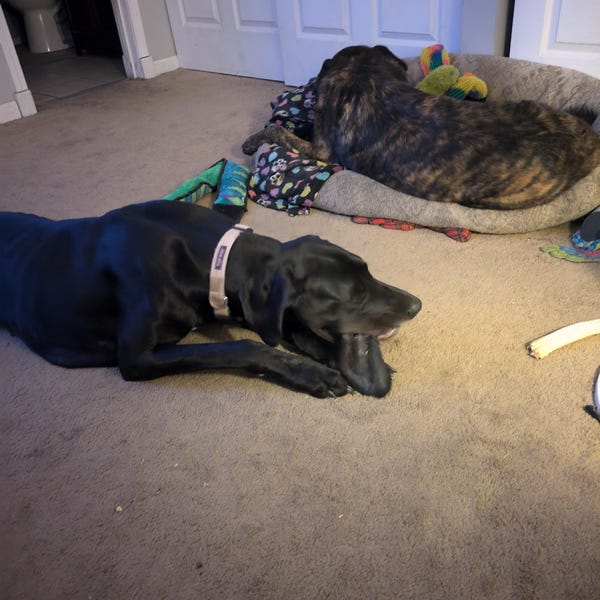 Rabbit Ears, Dehydrated 10 Pack, Hair on Treats Chews Bone Ear - Etsy