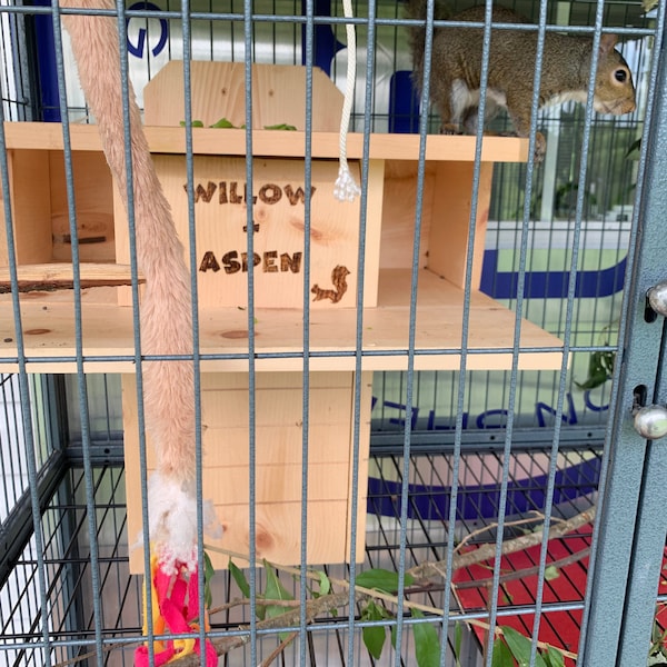 Squirrel Nest Box-wildlife Rehab Approved- Predator Resistant Squirrel ...