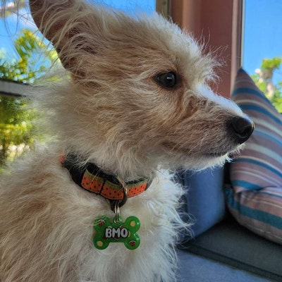 Design Your OWN Custom Pet Tag, Personalized, Custom Dog Tag, Resin Dog ...