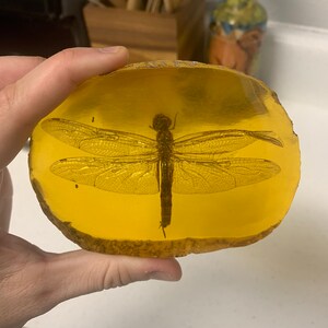 Rare 12-15 Cm Natural Large Conch Shells Natural Water Conch | Etsy