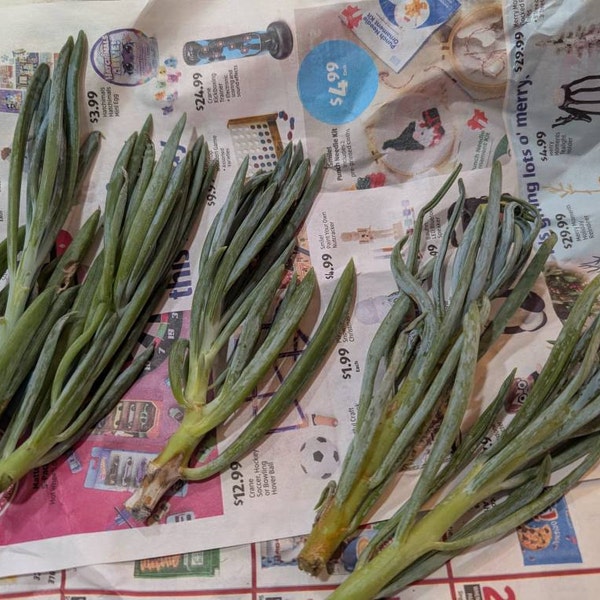 Extra Large Blue Chalk Sticks Cuttings, Curio Repens, Chalk Fingers ...