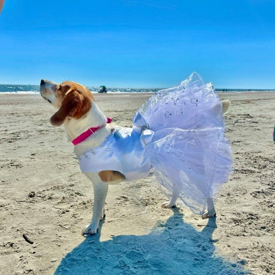 Star Spangled Girl Dog Harness Dress Xxsmall to 4xlarge Dog - Etsy