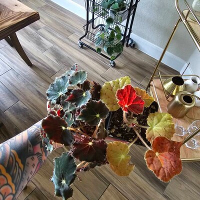 Begonia robert Shatzer - Etsy