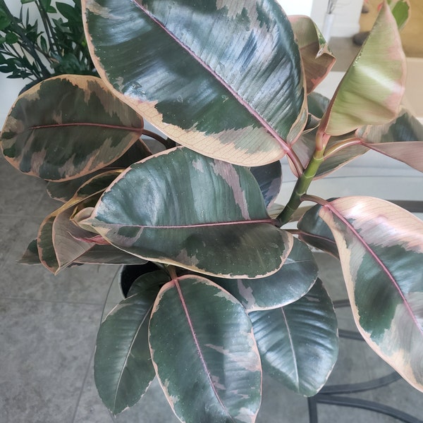 Ficus Decora RUBY Ficus Elastica Rubber Plant Live House Plant - Etsy