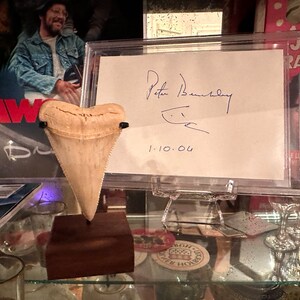 Cutom Sized Megalodon Shark Tooth Stand. Powder Coated Metal and High ...