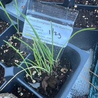 Heirloom Big Red Sweet Bell Pepper Seeds Capsicum Annuum B352 - Etsy