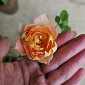 Rare New Rose. Red Juicy Terrazza. 红果汁flower Machine. Continue Blooming ...