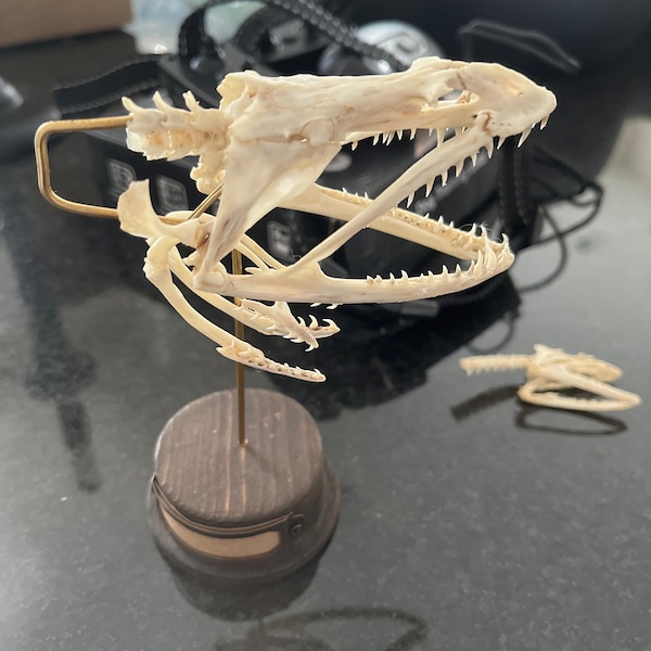 Snakehead Fish Skeleton,real Fish Head Skull,fish Skeleton,museum ...