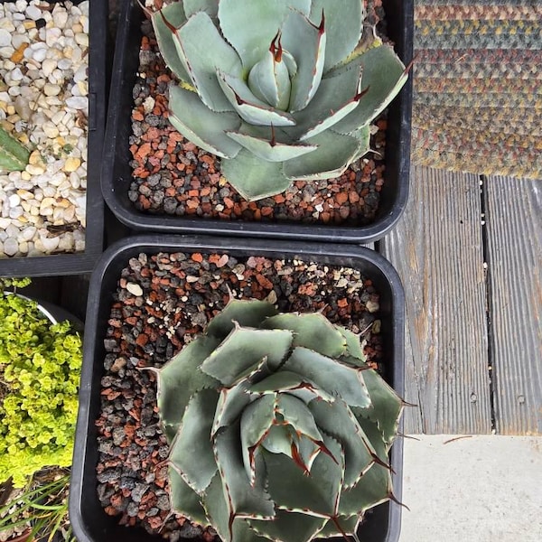 Classic Jade Plant | 4 Inch | Live Succulent Plant | Indoor Plant ...