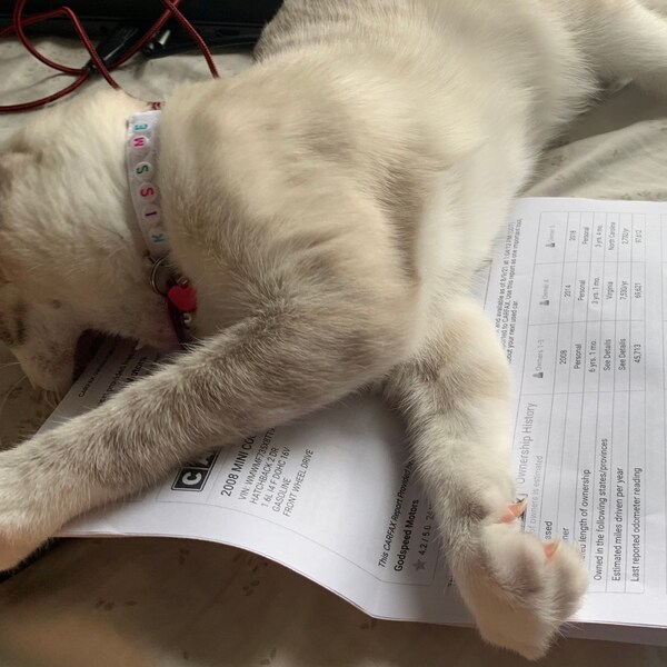 Angel Cat Collar/ Angel Wing Cat Costume''whitecolor Option''wedding ...