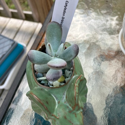 Kalanchoe Tomentosa Panda Plant Rooted in 4'' - Etsy