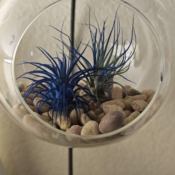 Cobalt Blue Sea Glass Beach Glass Ocean Tumbled Sea Glass Bulk Pieces ...