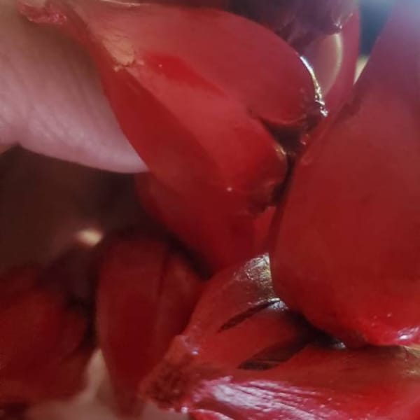 Polynesian, Samoan, Tongan Men's Traditional - Ula Fala Necklace ...