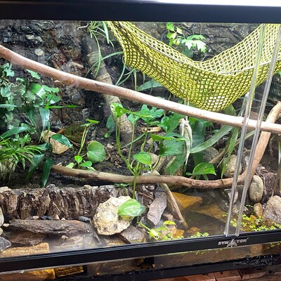 Reptile Climbable Wall Climbing Wall for Reptiles Reptile Climbable ...