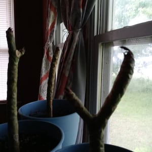 Ultra Rare Vibrant Elizabeth Thornton With Yellow Center | Etsy